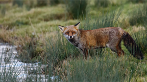 The National Gamekeepers Organisation